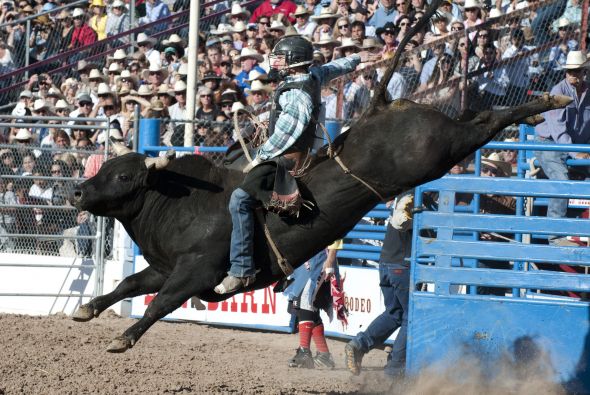 El jaripeo mexicano: “Adicto al Peligro” - Univision