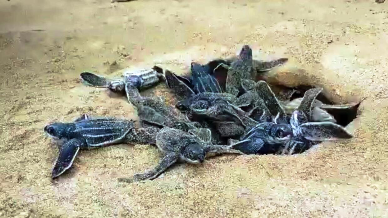 Nacen 54 tinglares en playa El Combate en Cabo Rojo - Univision